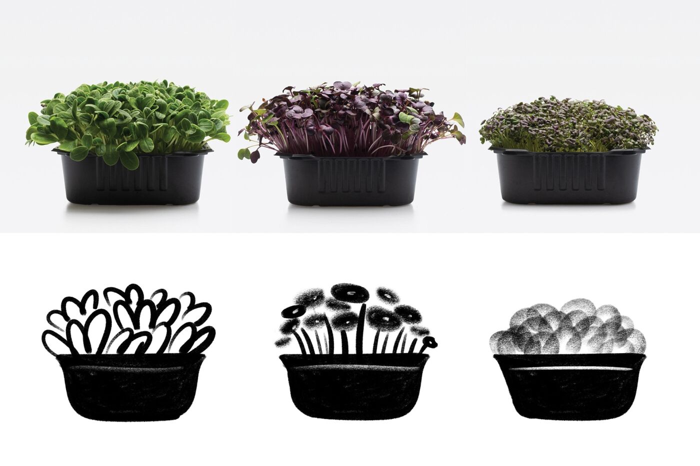 Illustration : The Farm Society par Maria Milenko